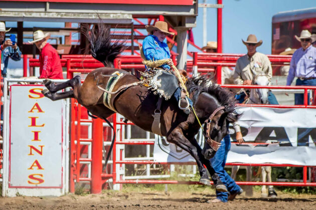 111th California Rodeo Salinas postponed until September | The King ...