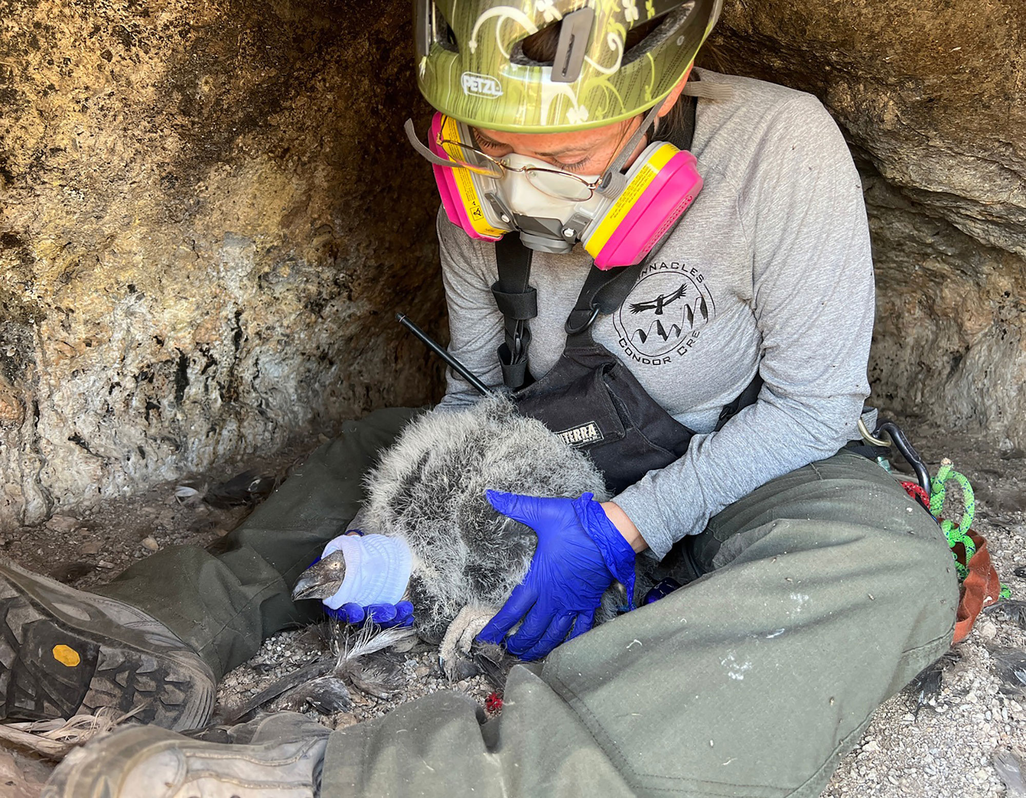 Baby condors discovered at Pinnacles National Park | The King City ...