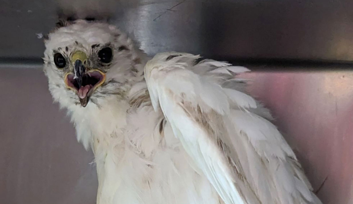 SPCA Wildlife Center rescues unique hawk | The King City Rustler | Your ...
