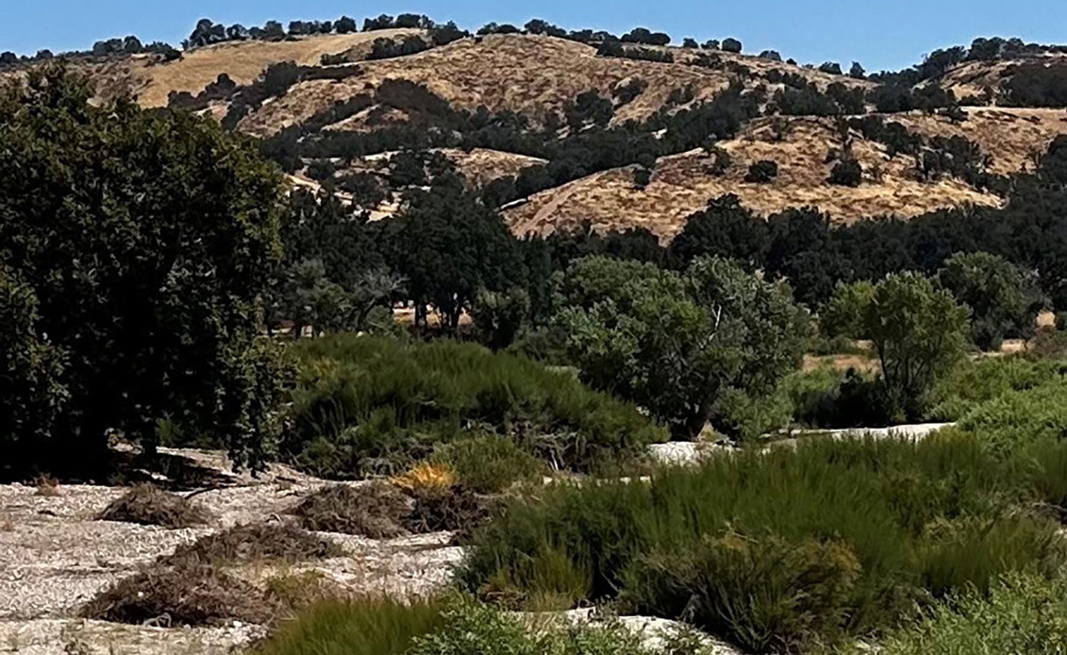 Fort Hunter Liggett’s conservation partnership enhances habitat for ...